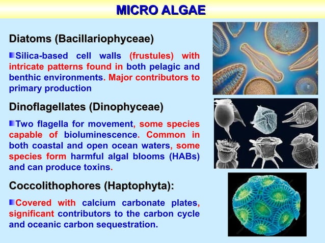 Concepts and applications of marine microbes | PPT
