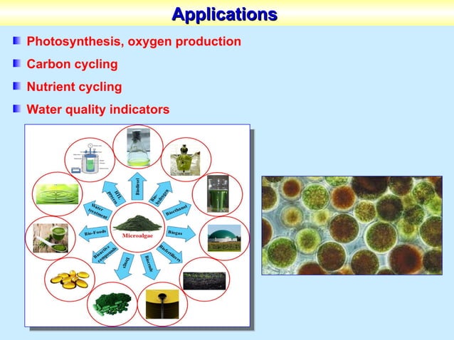 Concepts and applications of marine microbes | PPT