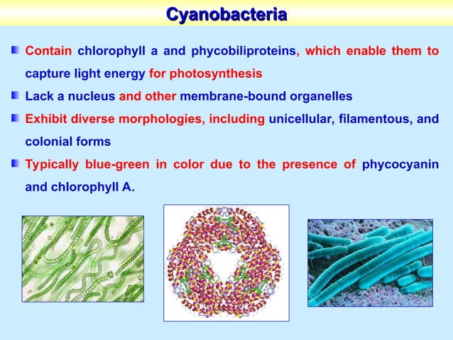 Concepts and applications of marine microbes | PPT