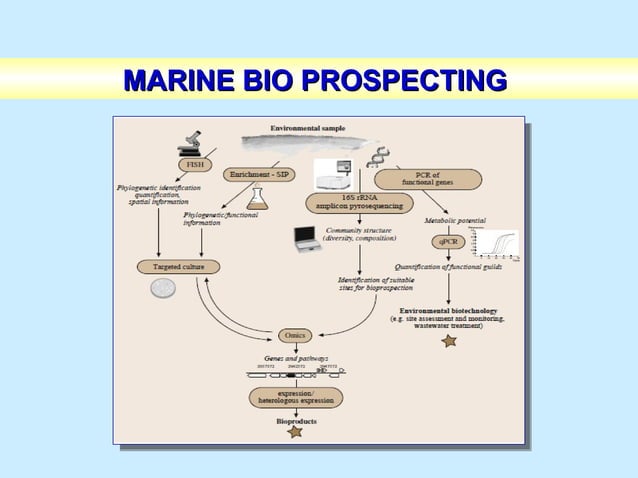 Concepts and applications of marine microbes | PPT