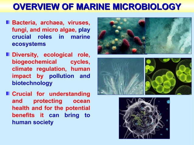 Concepts and applications of marine microbes | PPT