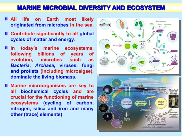 Concepts and applications of marine microbes | PPT