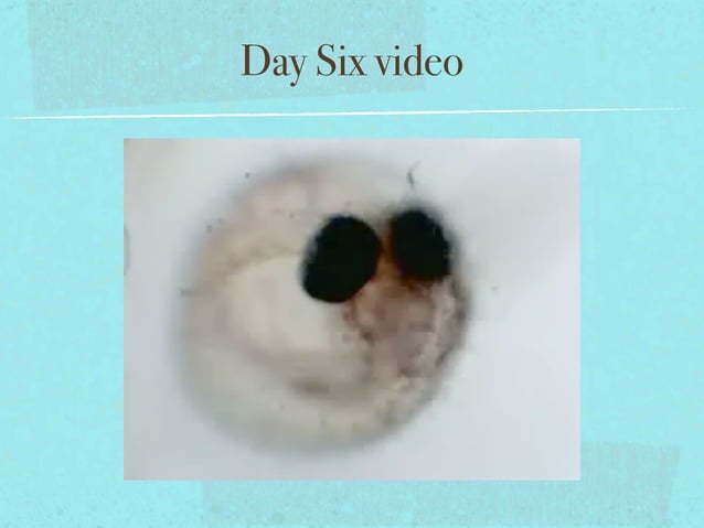 Timmie project | PPT