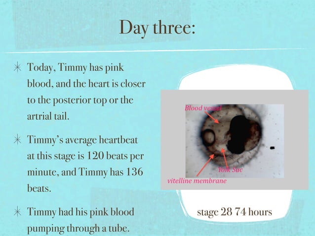 Timmie project | PPT