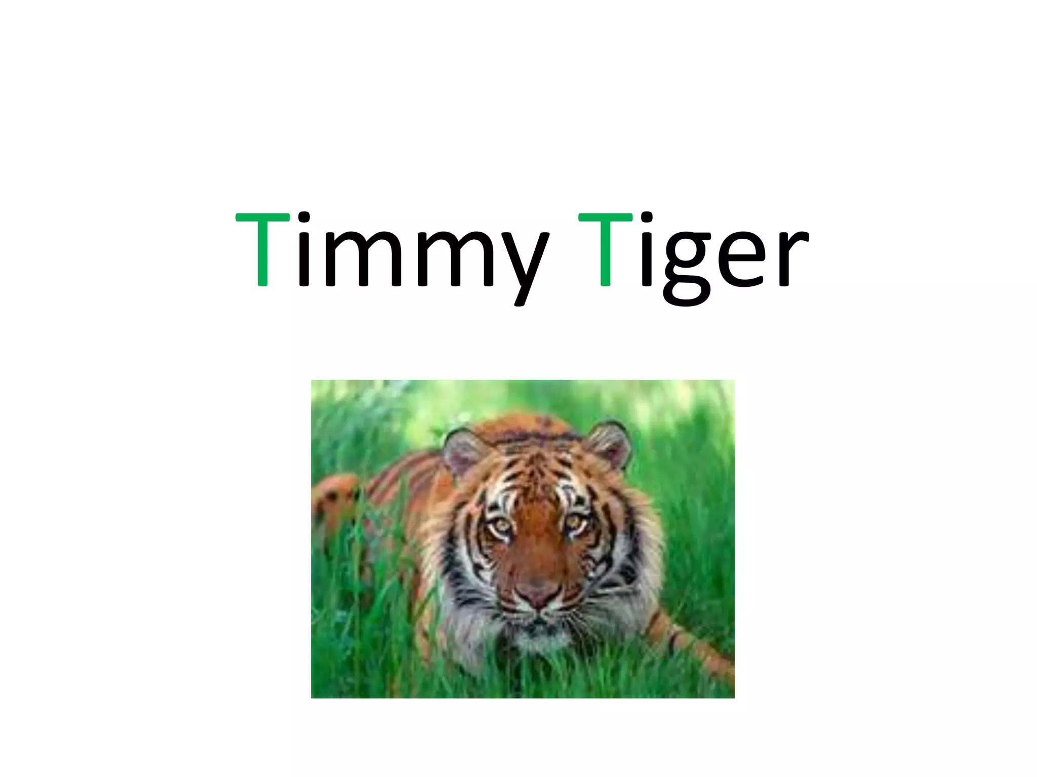 Timmy tiger | PPT