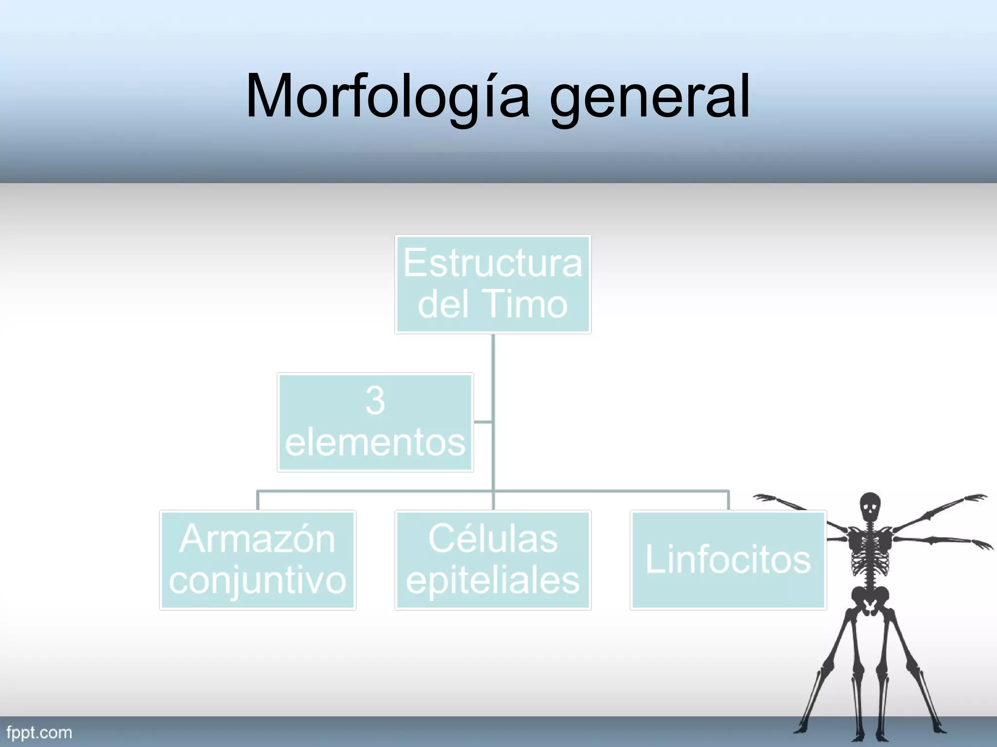 El Timo - Generalidades, Anatomía, Histología, Embriología, Relaciones ...