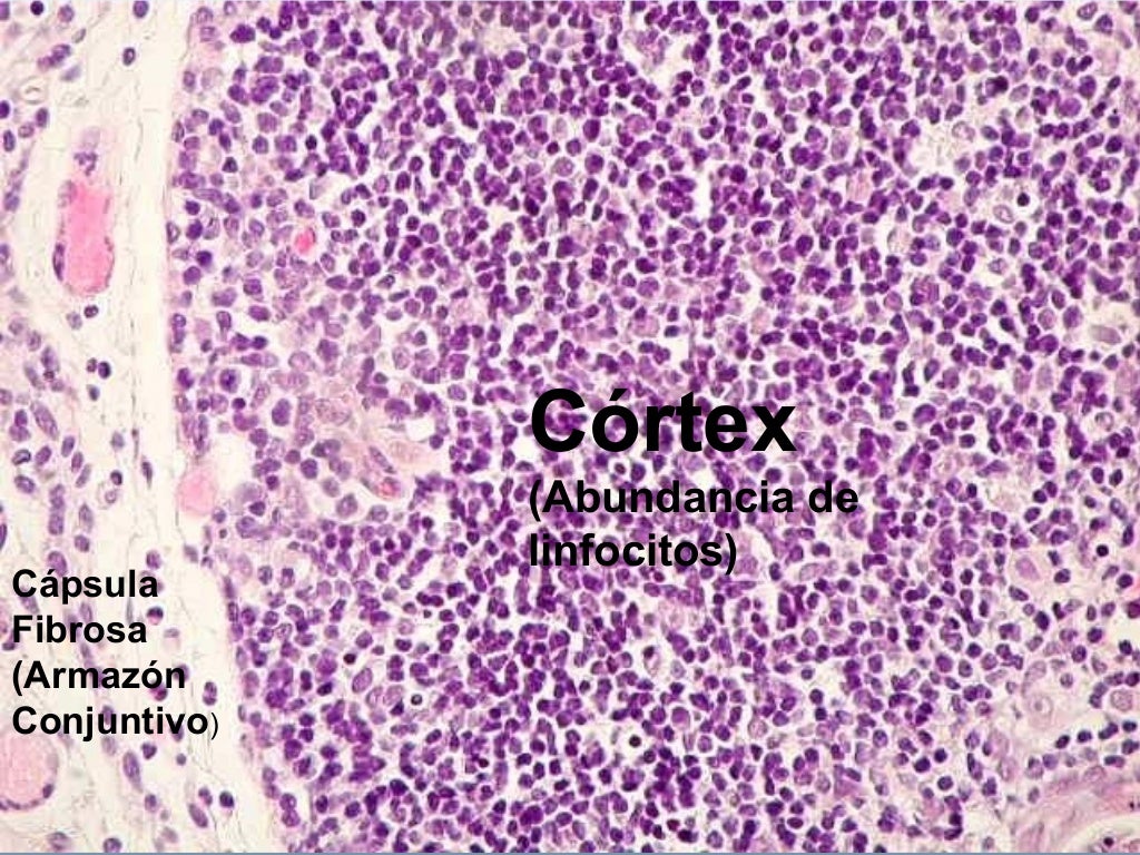El Timo - Generalidades, Anatomía, Histología, Embriología, Relacione…