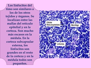 Timo. HISTOLOGÍA | PPTX