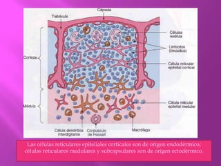 Desenho De Histologia Do Timo