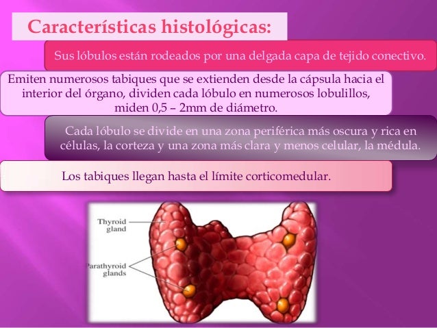 Desenho De Histologia Do Timo