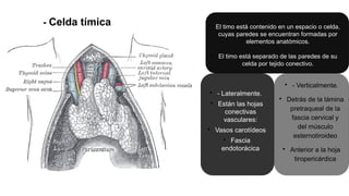 Presentación anatomía del timo, clasificación y partes. | PPTX