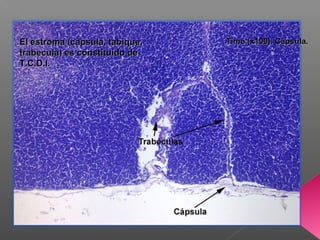 Histología del Timo | PPT