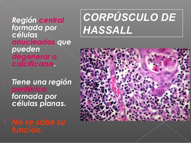 Histología del Timo