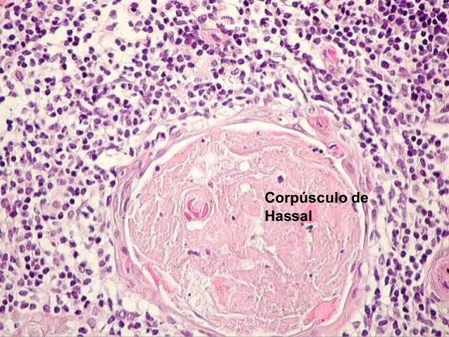 Histología del Timo