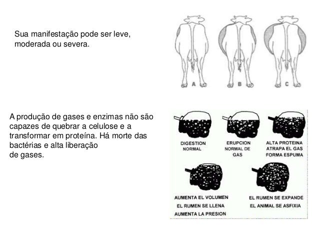 Doença metabólica em ruminantes - TIMPANISMO