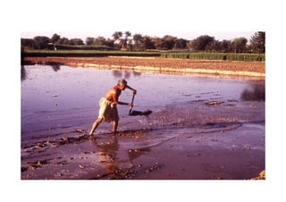 UNAA Global Food Security & Sustainable Agriculture Seminar - Professor ...