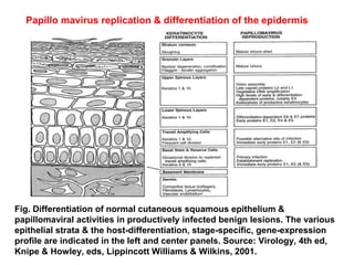 human_papilomma_viruses_(3).pptx