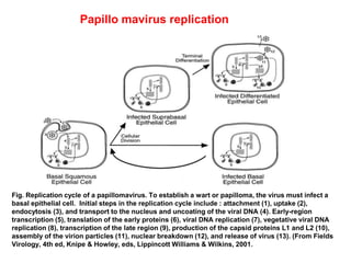human_papilomma_viruses_(3).pptx