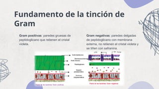 Tincion De Gram sobre su proceso en microbiologia | PPTX