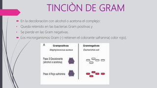 Tinciones de GRAM y ZIEHL NEELSEN | PPTX