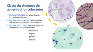 Tinciones en microbiología (conceptos básicos) | PDF