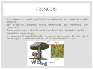 Tinciones de los hongos | PPTX