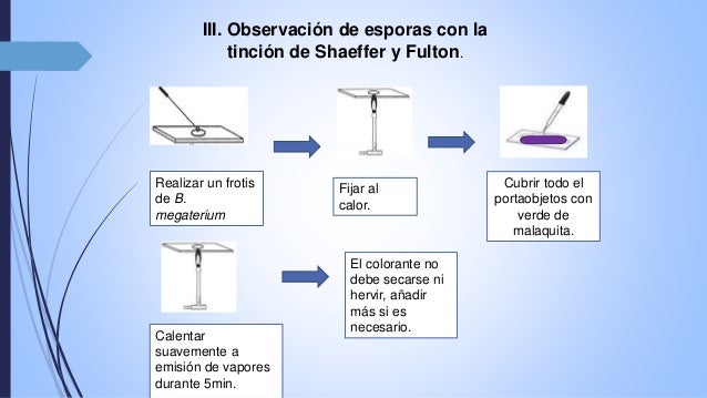 Tinciones selectivas