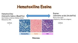 Tinciones Histologicas.pptx