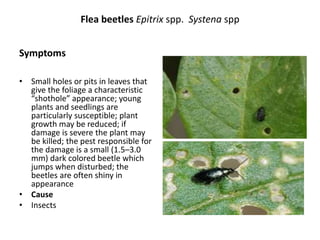 Tinda gourd insects A Lecture By Allah Dad Khan Provincial Coordinator ...