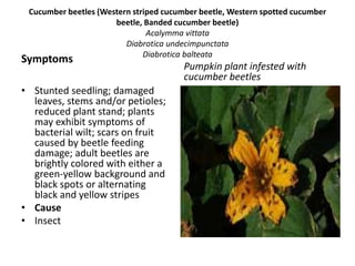 Tinda gourd insects A Lecture By Allah Dad Khan Provincial Coordinator ...