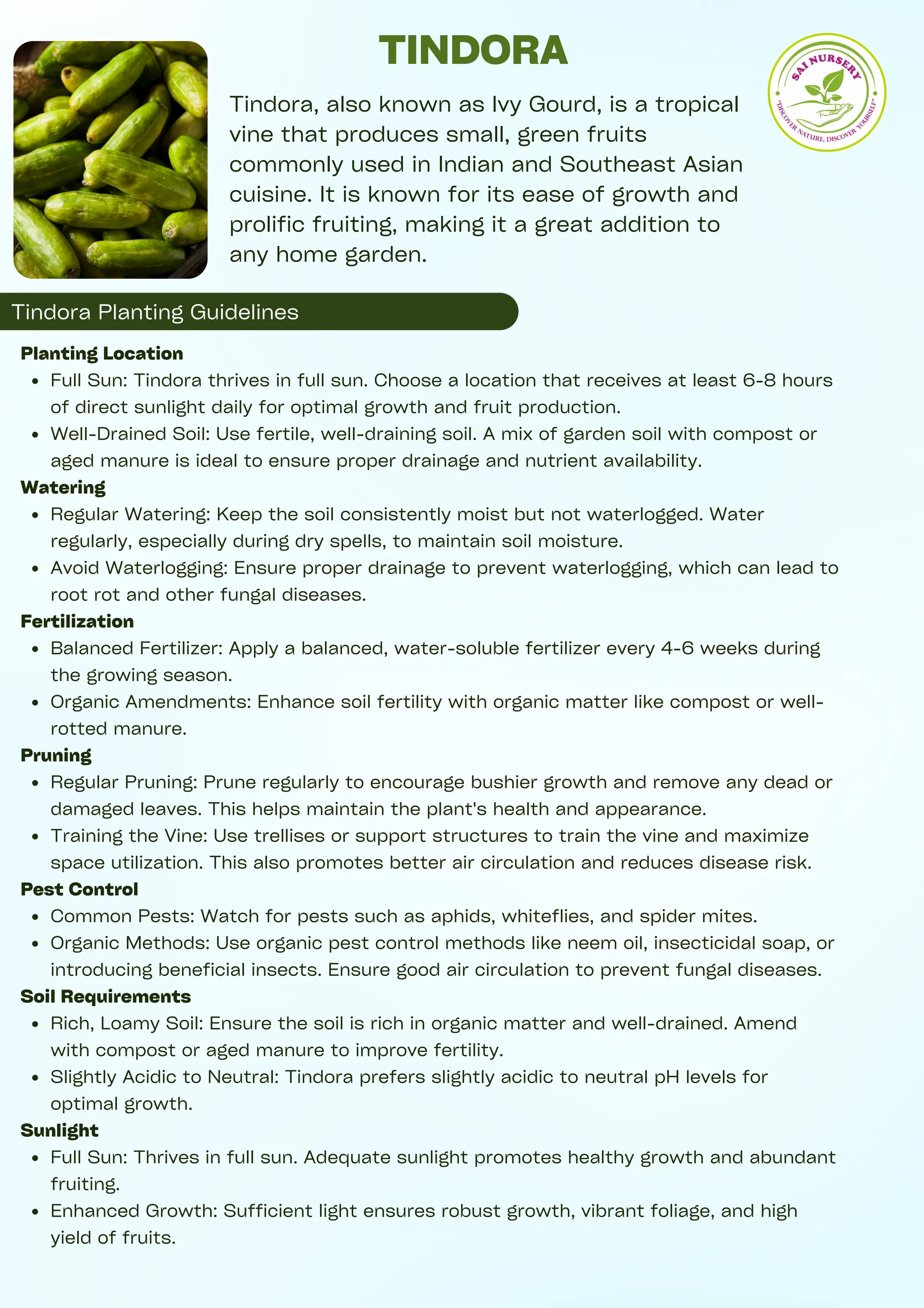 Tindora Plant in Sydney: A Perfect Addition to Your Home Garden | PDF