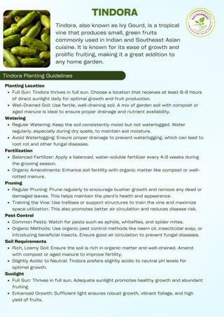 Tindora Plant in Sydney: A Perfect Addition to Your Home Garden | PDF