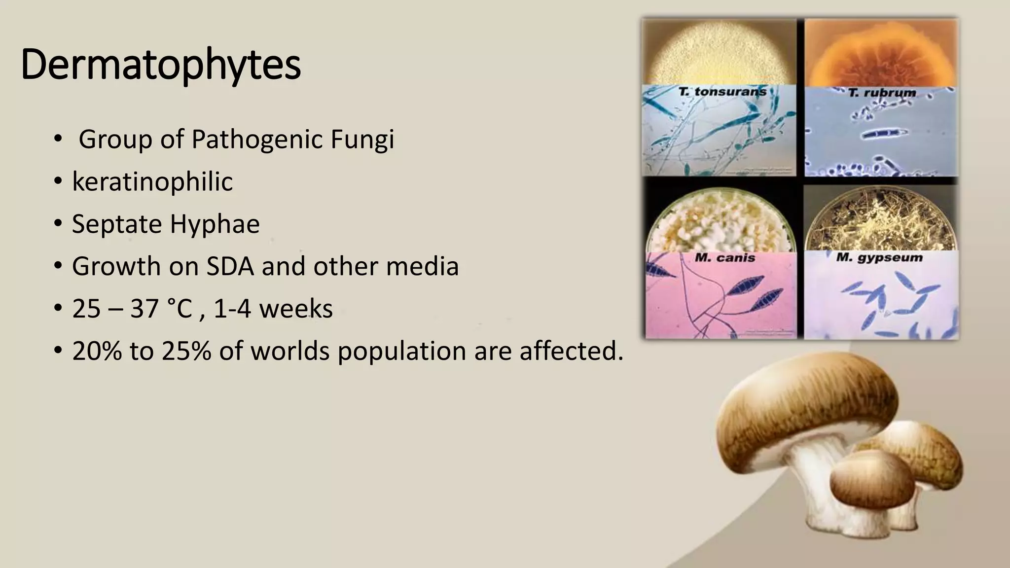 Tinea cruris(Jock itch) | PPSX
