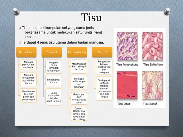 Tingkatan 1 (bab 2) : sel sebagai unit asas hidupan | PDF