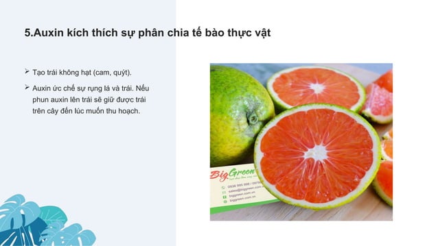 Tinh huong đong o thuc vat, vai tro cua Auxin đoi voi tinh huong kich ...
