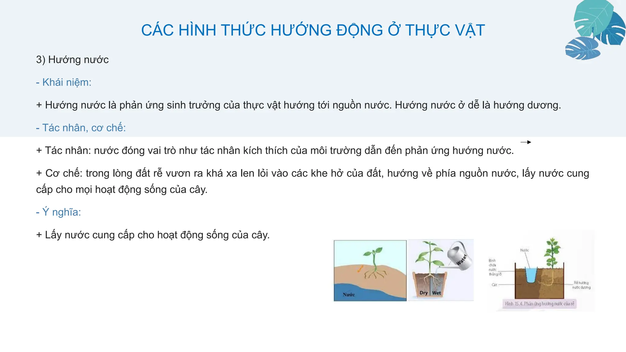 Tinh huong đong o thuc vat, vai tro cua Auxin đoi voi tinh huong kich ...