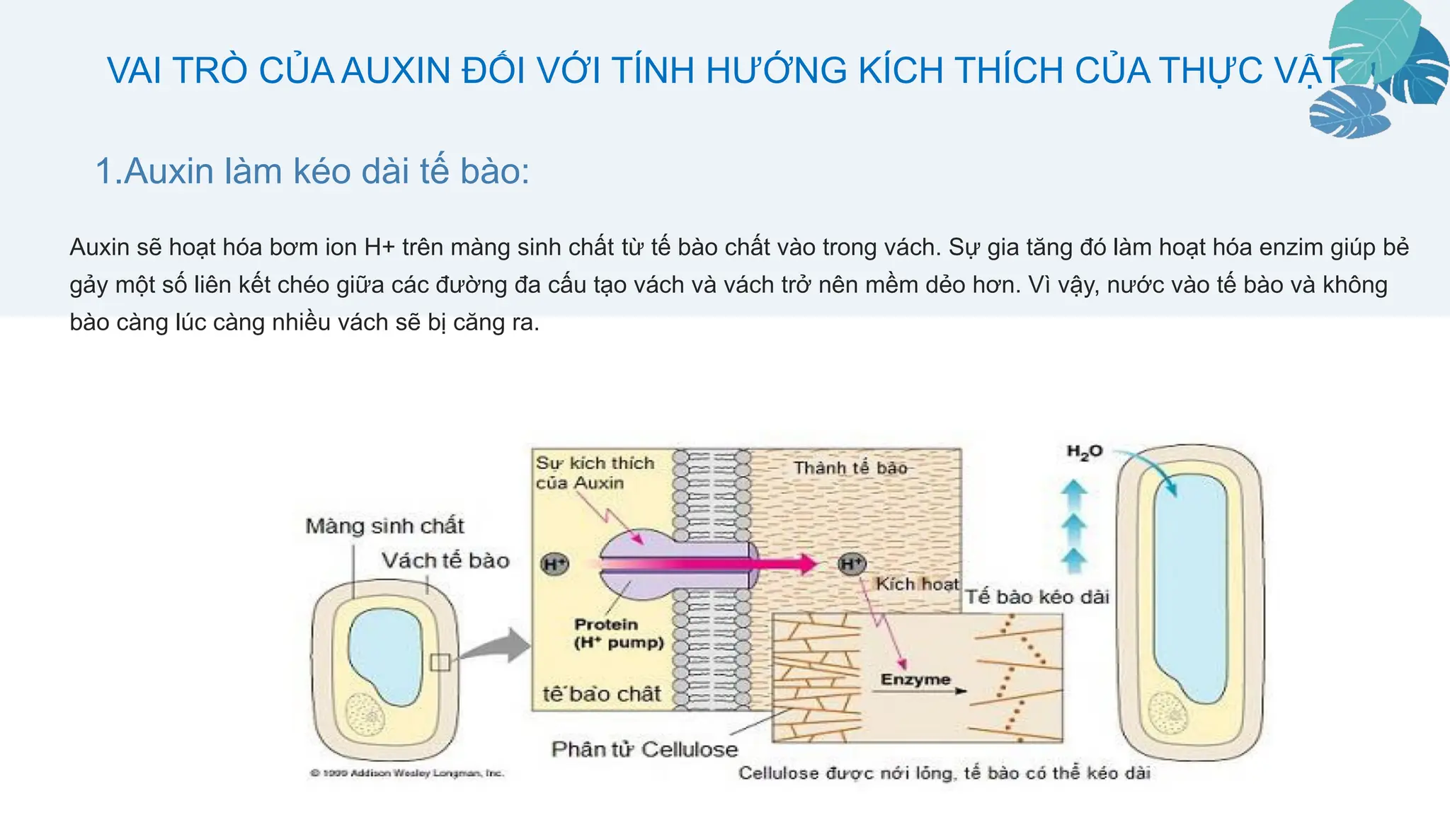 Tinh huong đong o thuc vat, vai tro cua Auxin đoi voi tinh huong kich ...