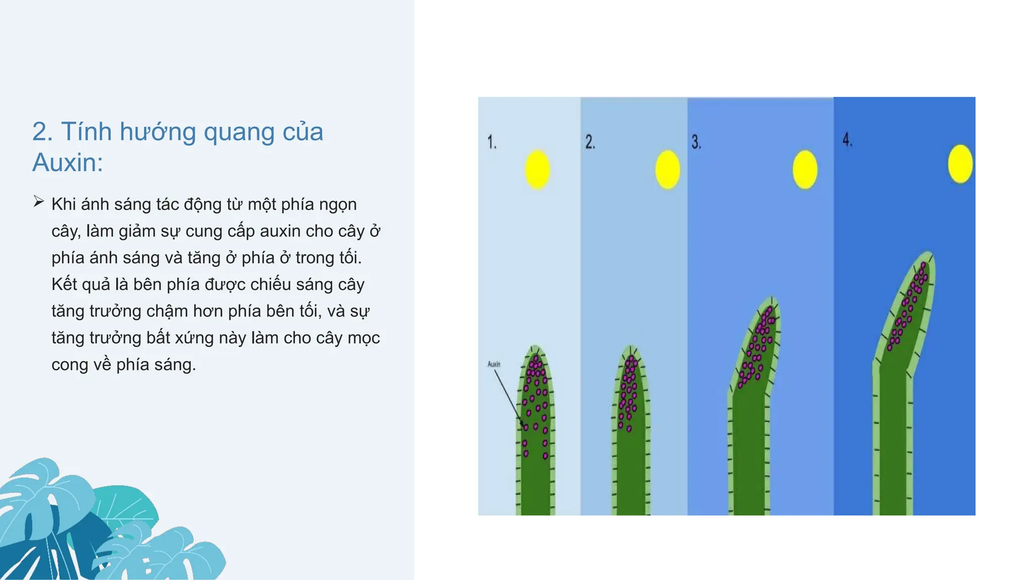 Tinh huong đong o thuc vat, vai tro cua Auxin đoi voi tinh huong kich ...