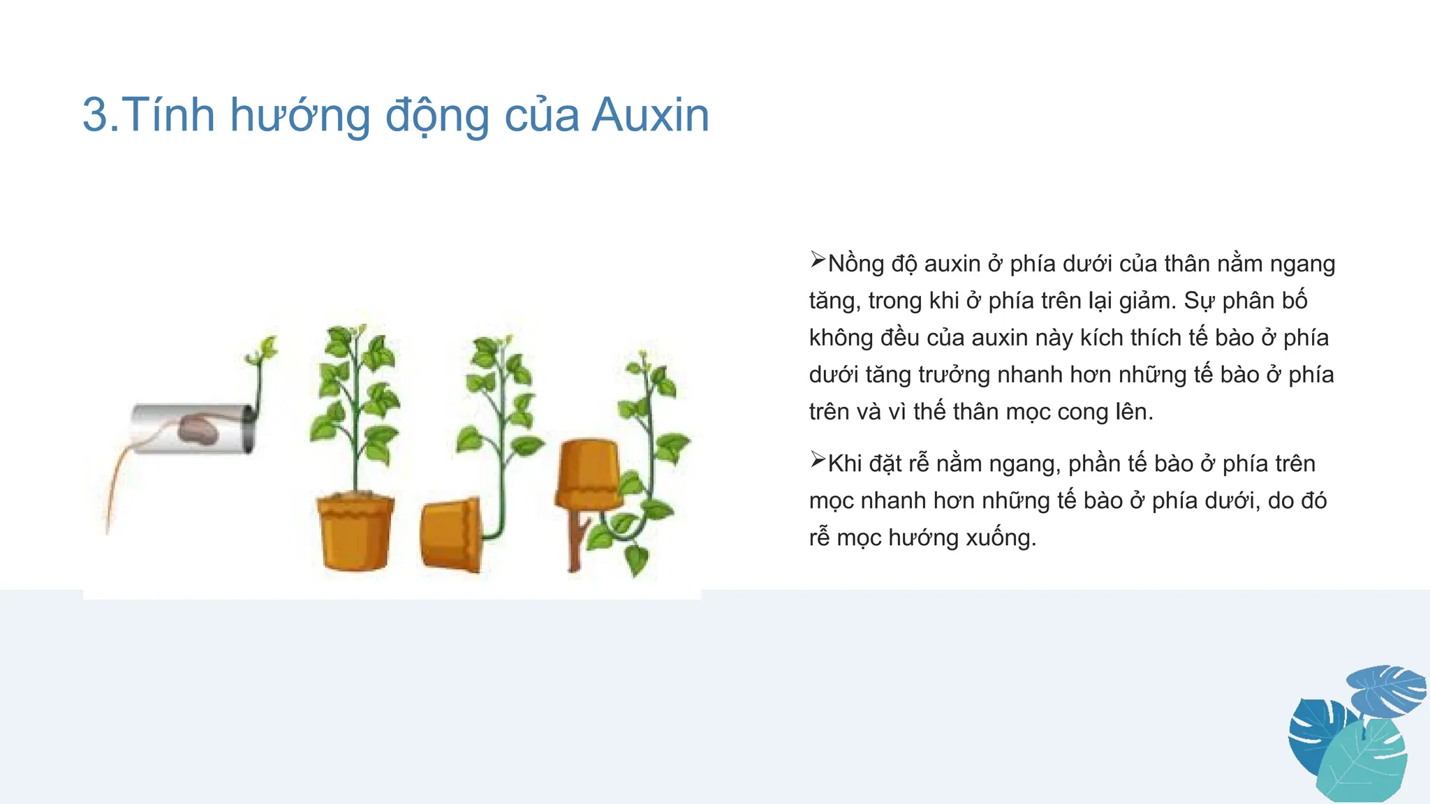 Tinh huong đong o thuc vat, vai tro cua Auxin đoi voi tinh huong kich ...