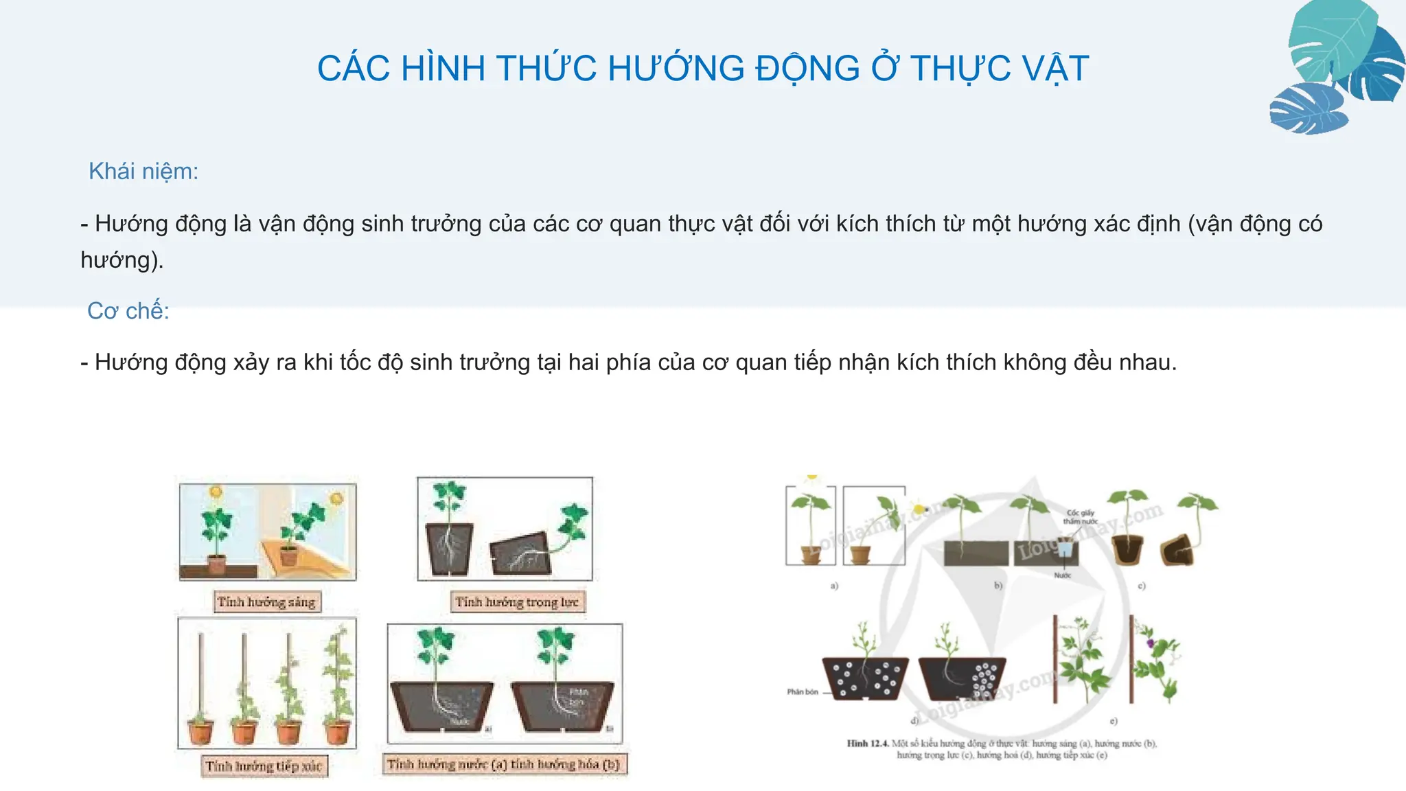 Tinh huong đong o thuc vat, vai tro cua Auxin đoi voi tinh huong kich ...