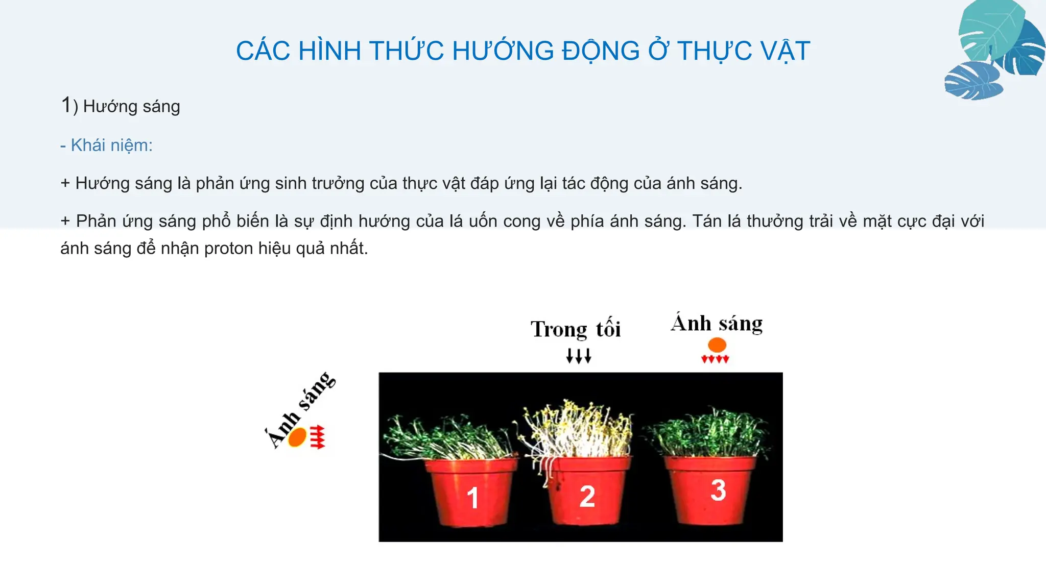 Tinh huong đong o thuc vat, vai tro cua Auxin đoi voi tinh huong kich ...