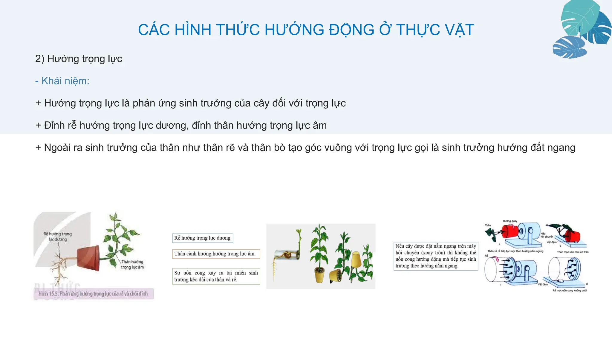 Tinh huong đong o thuc vat, vai tro cua Auxin đoi voi tinh huong kich ...