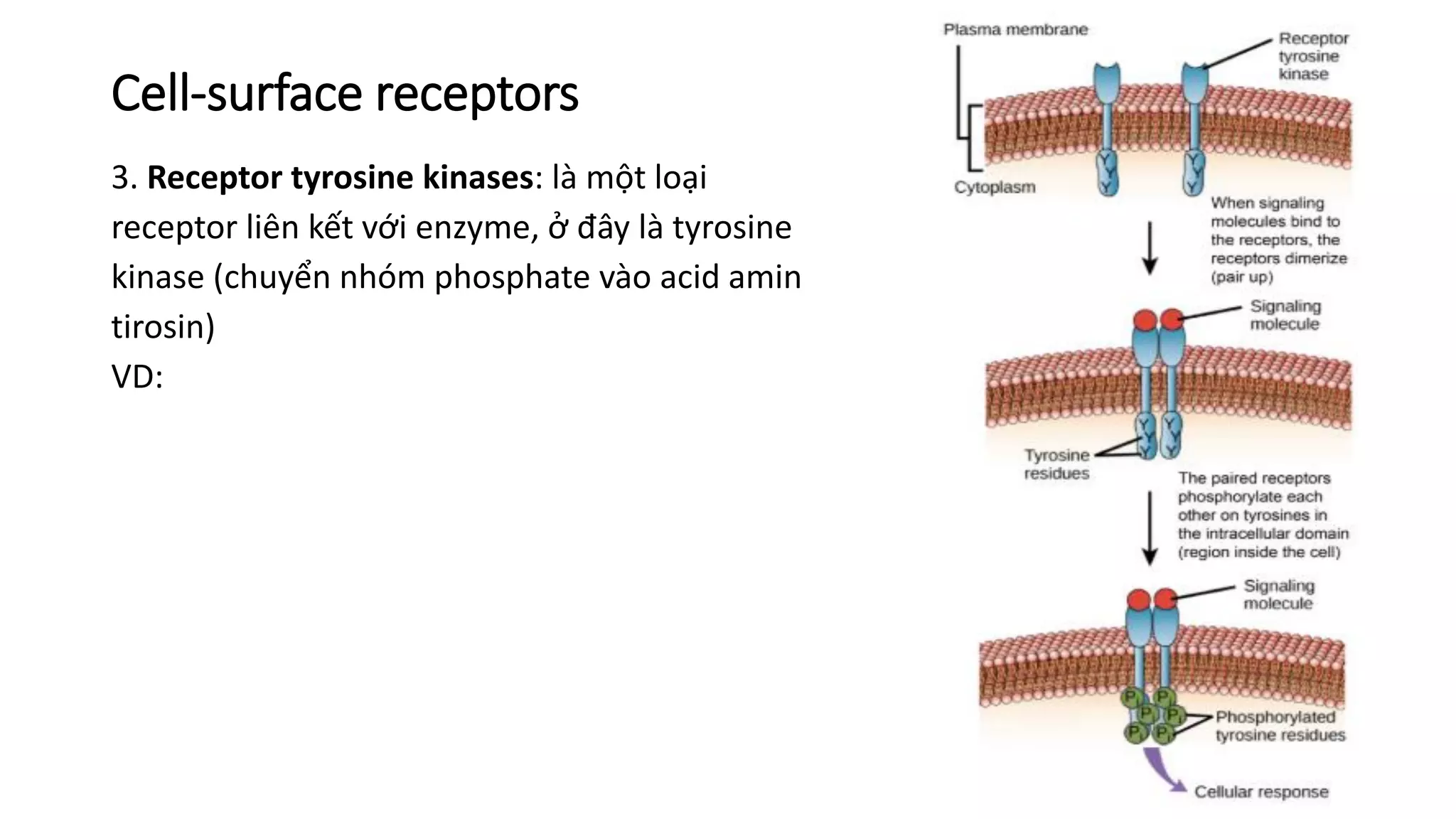 Tin hieu te bao (cell signaling) | PDF