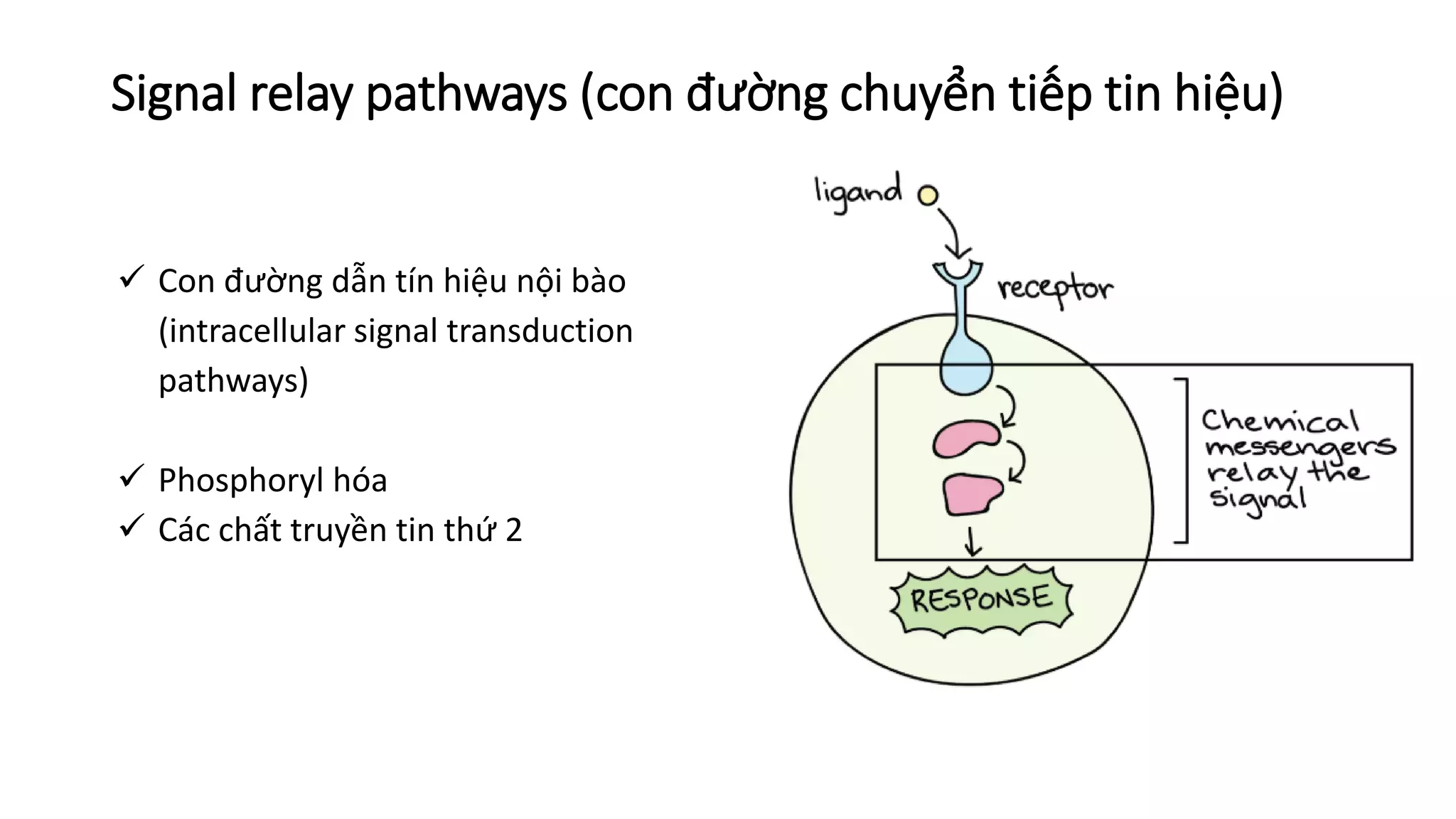 Tin hieu te bao (cell signaling) | PDF