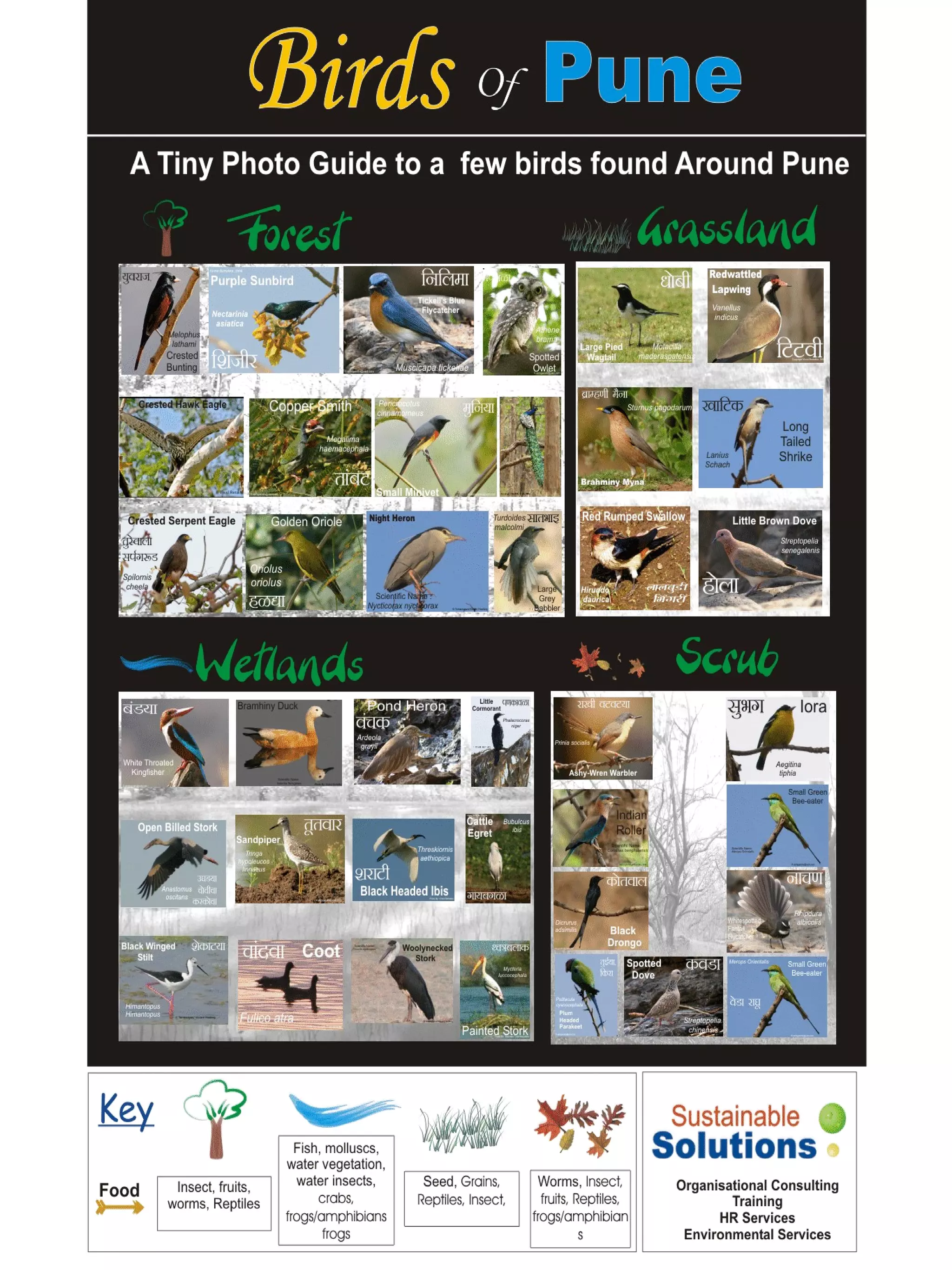 Tiny birds guide poster ppt | PPT