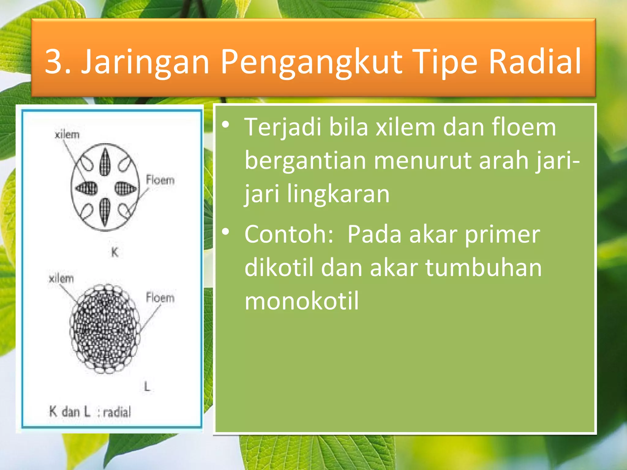 Tipe berkas pengangkut dan pertumbuhan sekunder | PPT