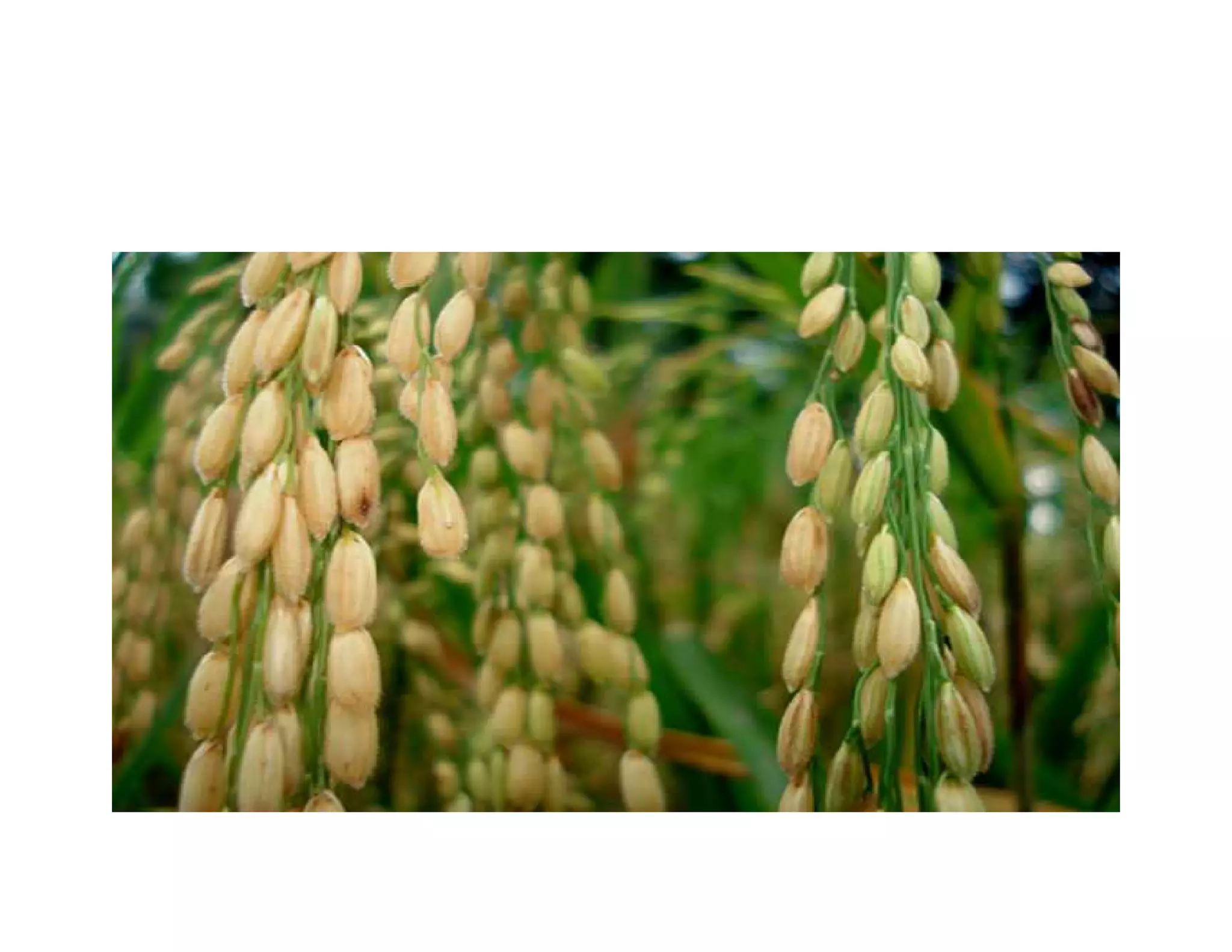 Tipe buah | PDF