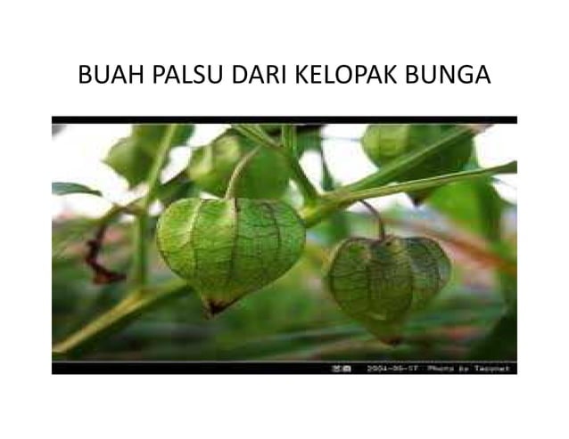 Tipe buah | PDF