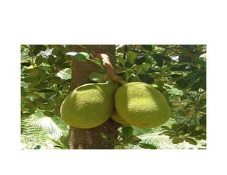 Tipe buah | PDF
