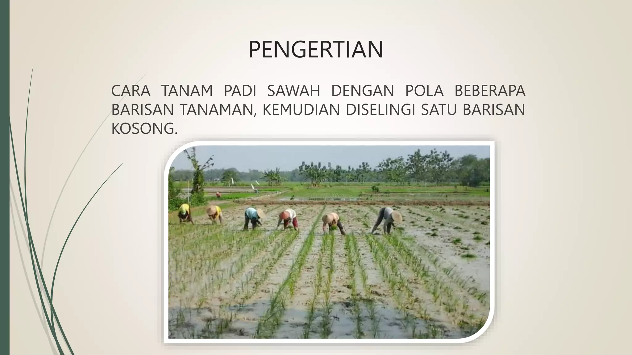 TIPE JAJAR LEGOWO.pptx